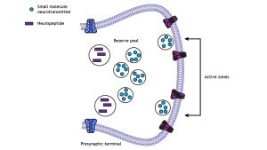 Neurotransmitter Release – Introduction to Neurobiology