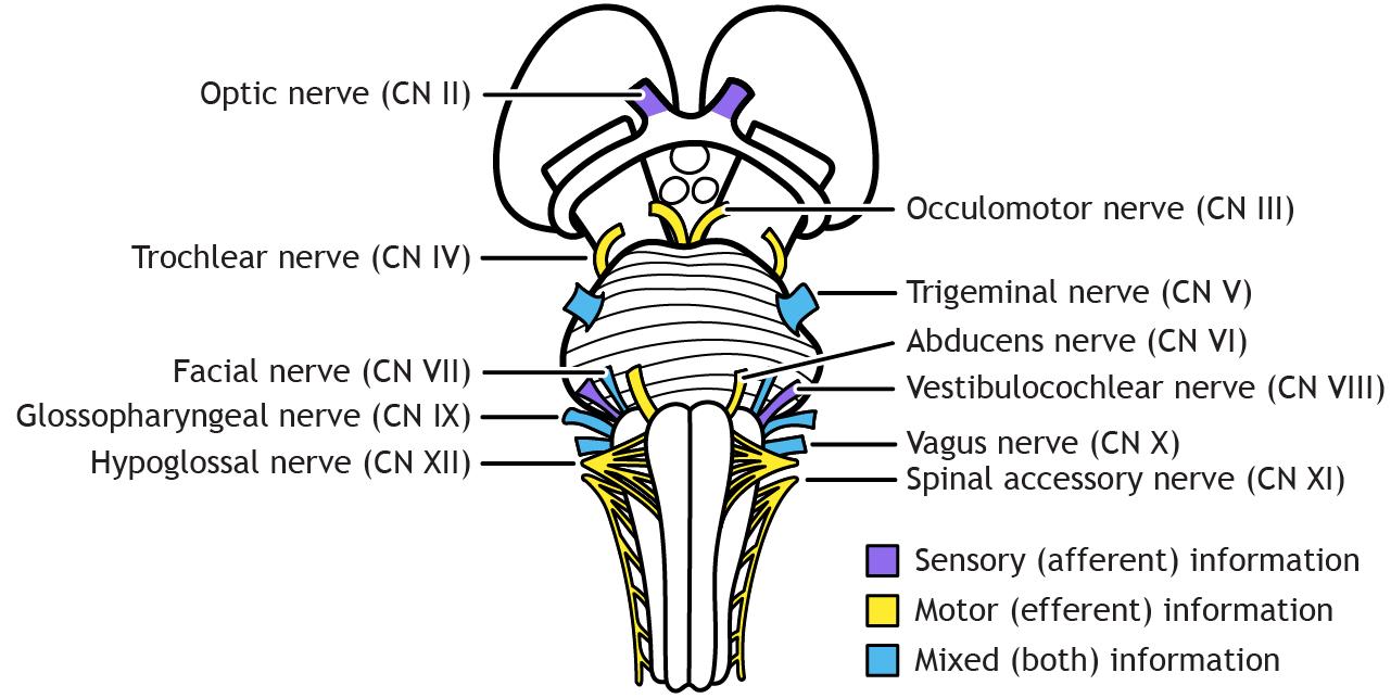 Brainstem and Spinal Cord – Introduction to Neurobiology