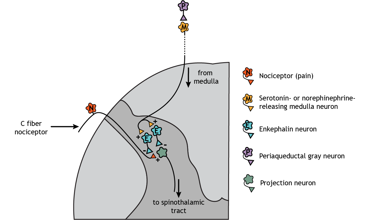 Pain – Introduction to Neurobiology