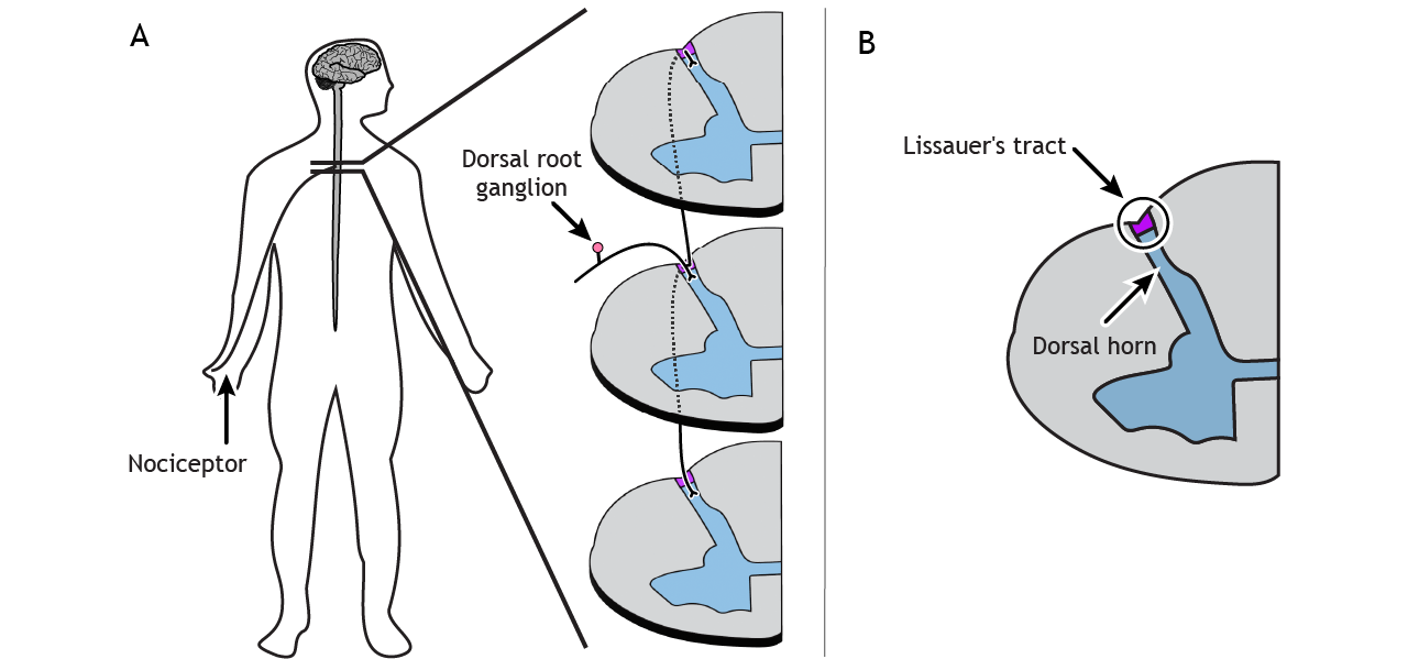 Pain – Introduction to Neurobiology