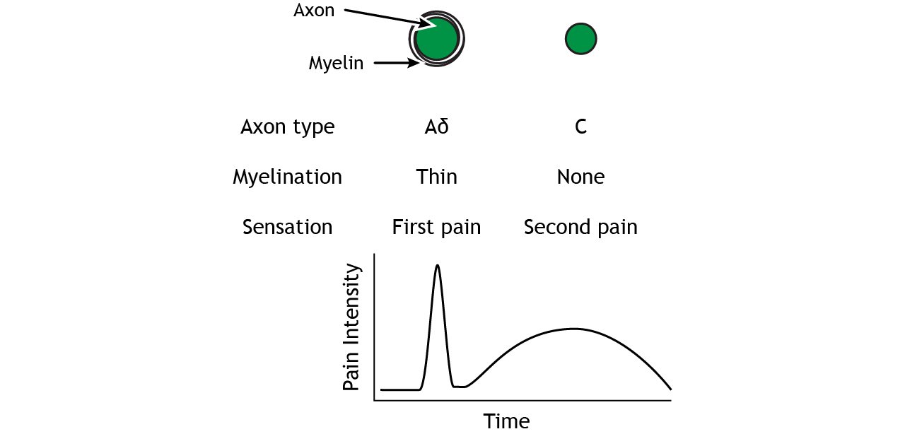 Pain – Introduction to Neurobiology