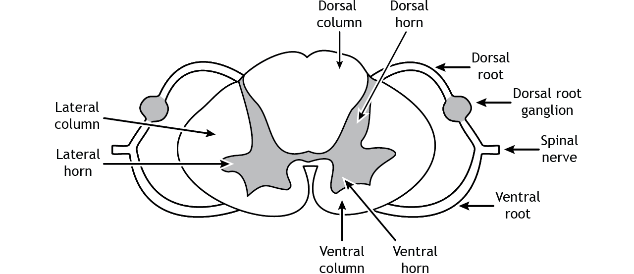 Brainstem And Spinal Cord Introduction To Neurobiology