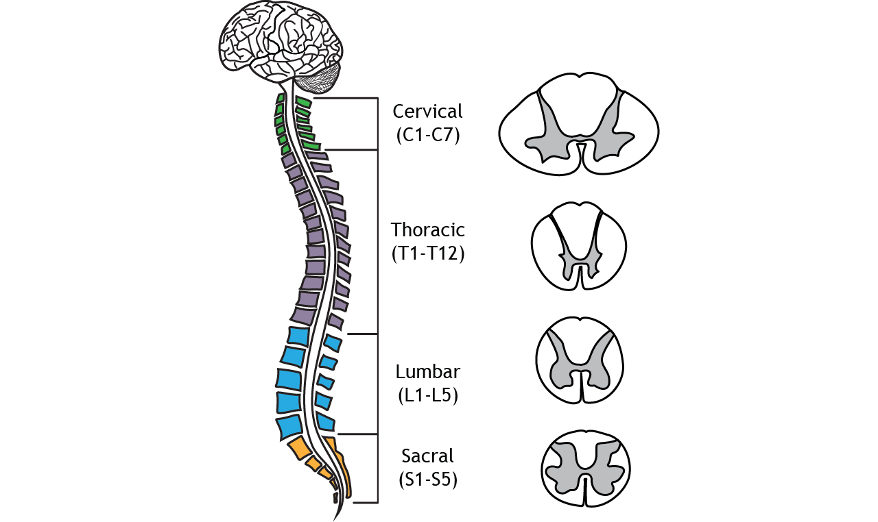 Brainstem And Spinal Cord Introduction To Neurobiology