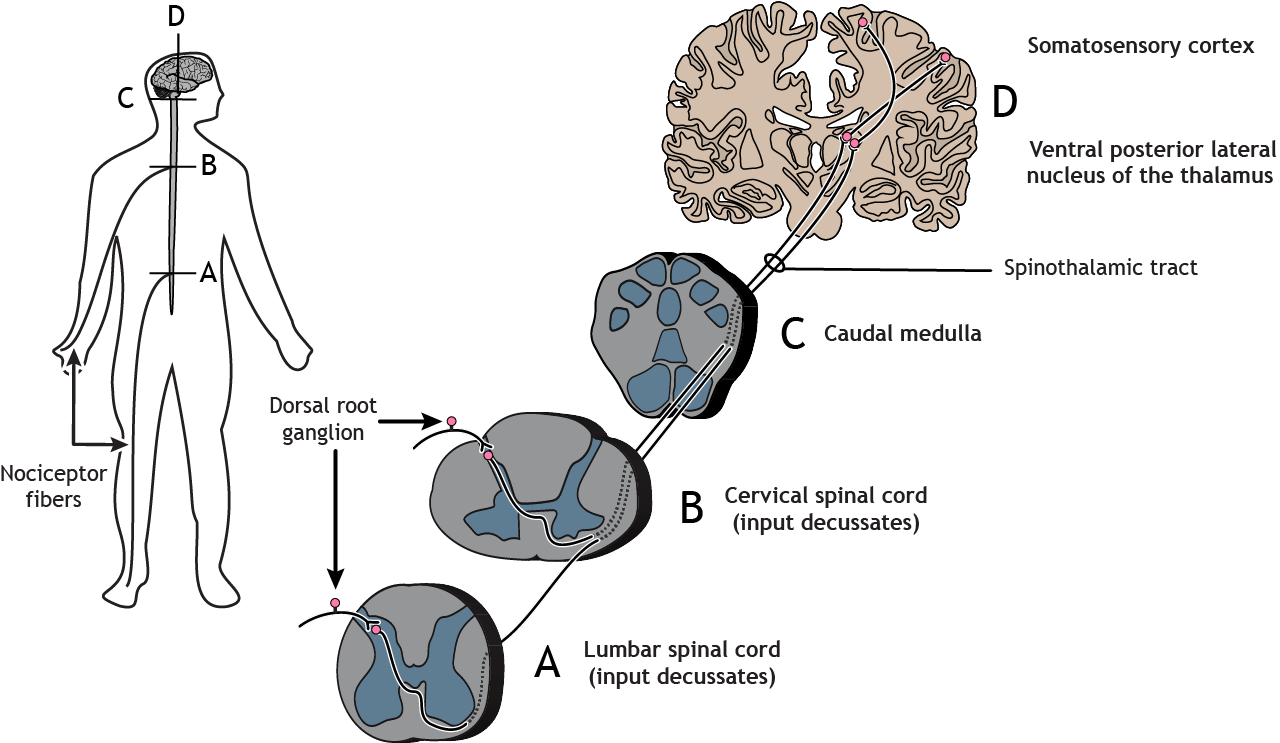 Pain – Introduction to Neurobiology