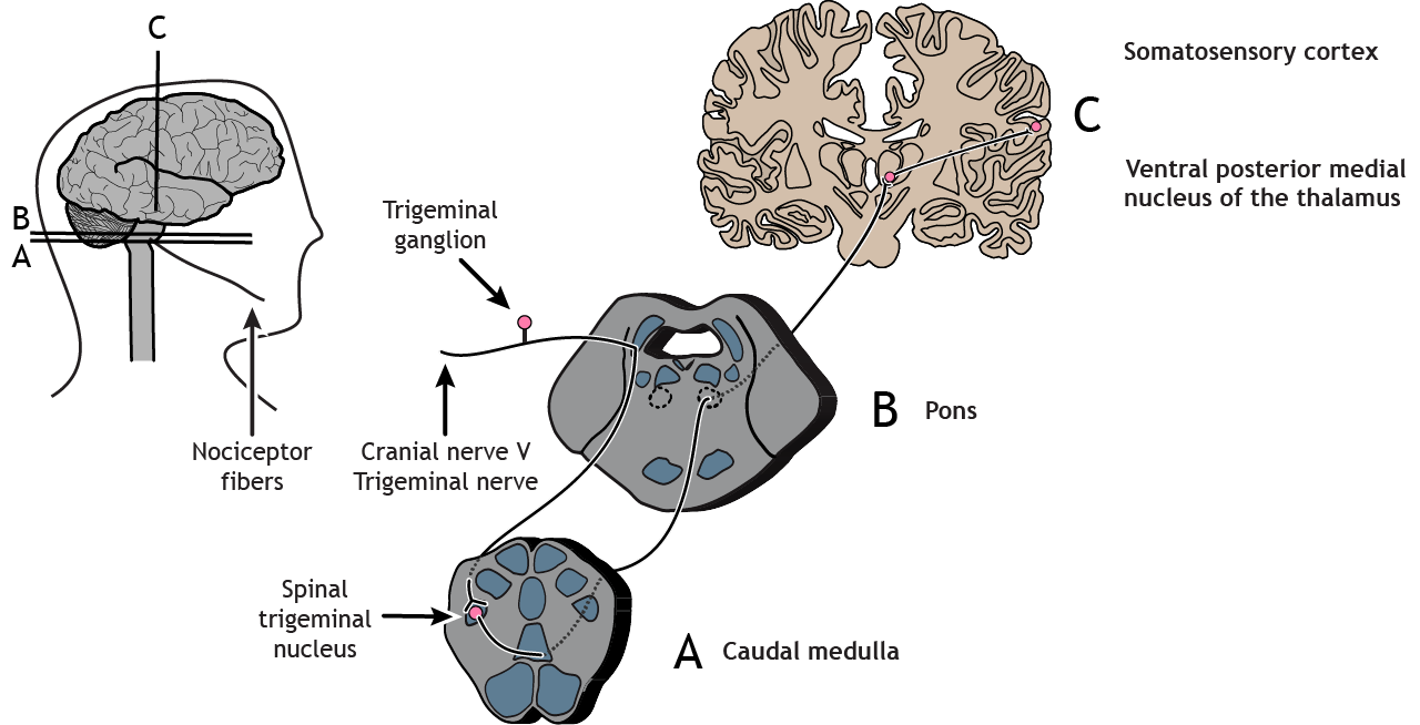 Pain – Introduction to Neurobiology